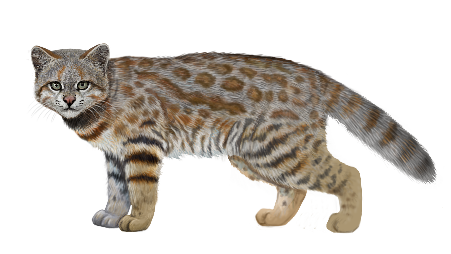 Pampas Cat – Pampas Cat WG