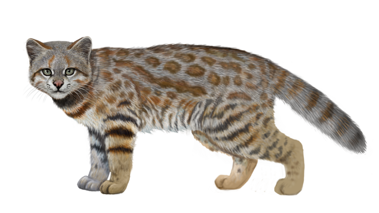 Pampas Cat – Pampas Cat WG