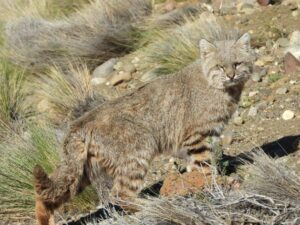 Pampas Cat – Pampas Cat WG