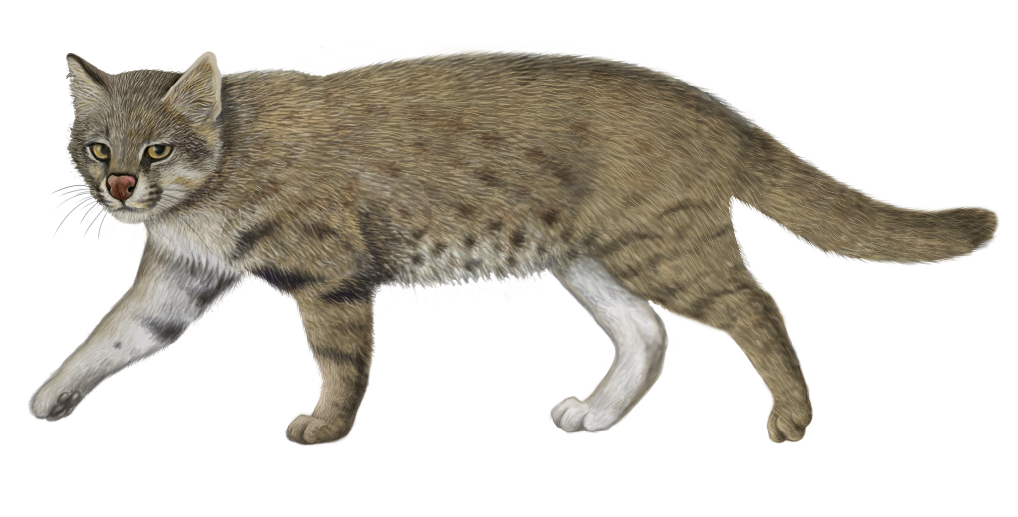 Pampas Cat – Pampas Cat WG
