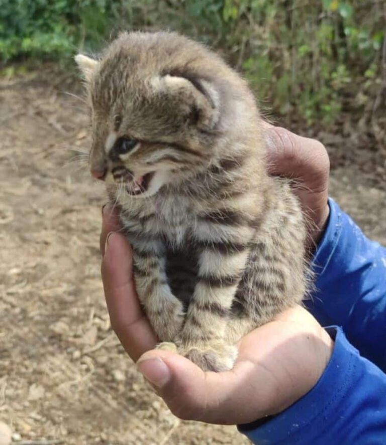 Pampas Cat WG – Conserving pampas cats