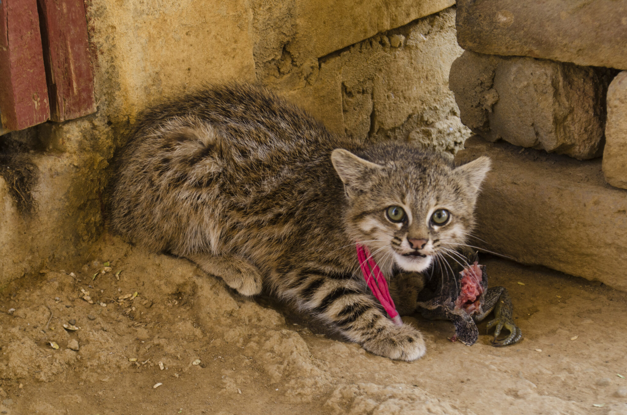 Pampas Cat – Pampas Cat WG